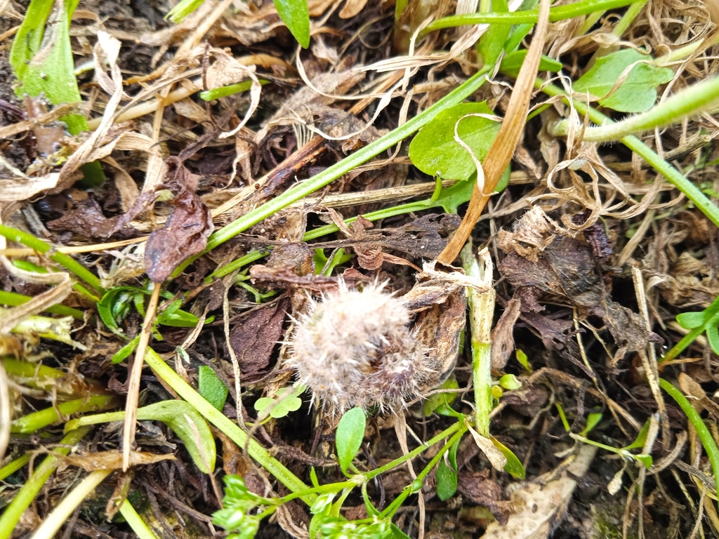 Butterflies and Moths from Tanicuchi, Ecuador on October 01, 2022 at 03 ...