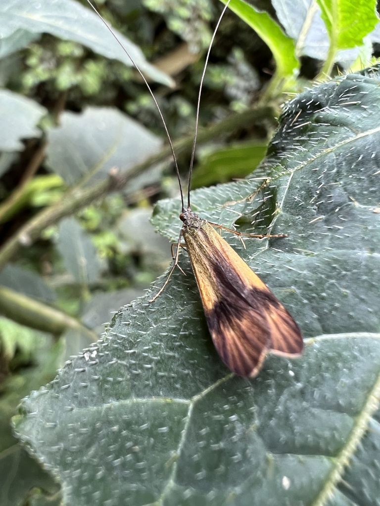 Insects from San Antonio, La Vega, Cundinamarca, CO on October 01, 2022 ...