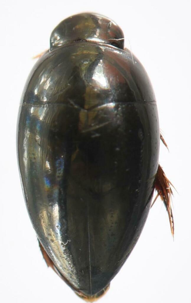 Burrowing Water Beetles in March 2022 by Rob Palmer · iNaturalist