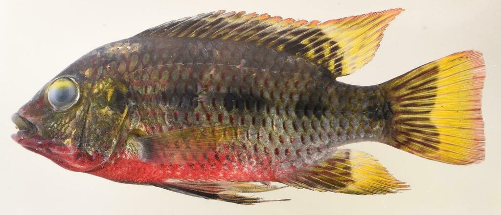 Coptodon tholloni in March 2022 by Rob Palmer · iNaturalist