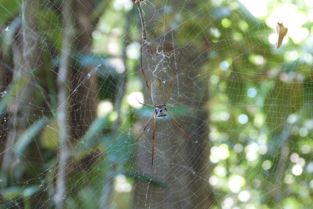 Nephila cornuta from Kourou 97310, French Guiana on October 2, 2022 at ...