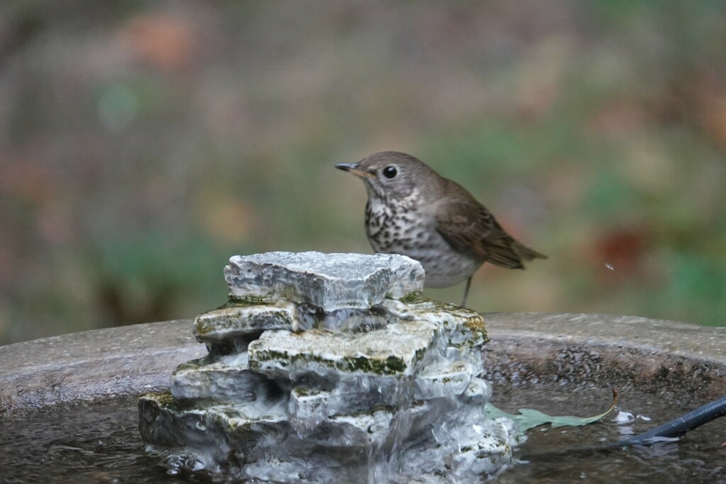 Gray-cheeked Thrush from Aylett, VA, USA on September 30, 2022 at 10:32 ...