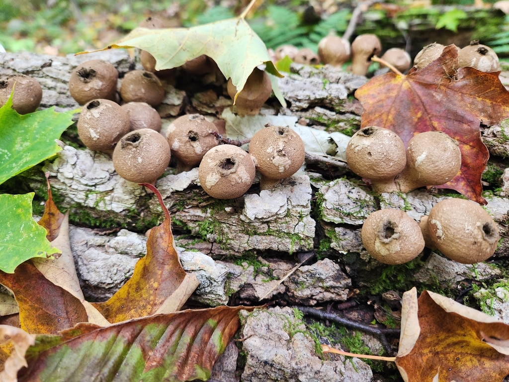 Pear-shaped Puffball from North Creek, NY 12853, USA on October 2, 2022 ...