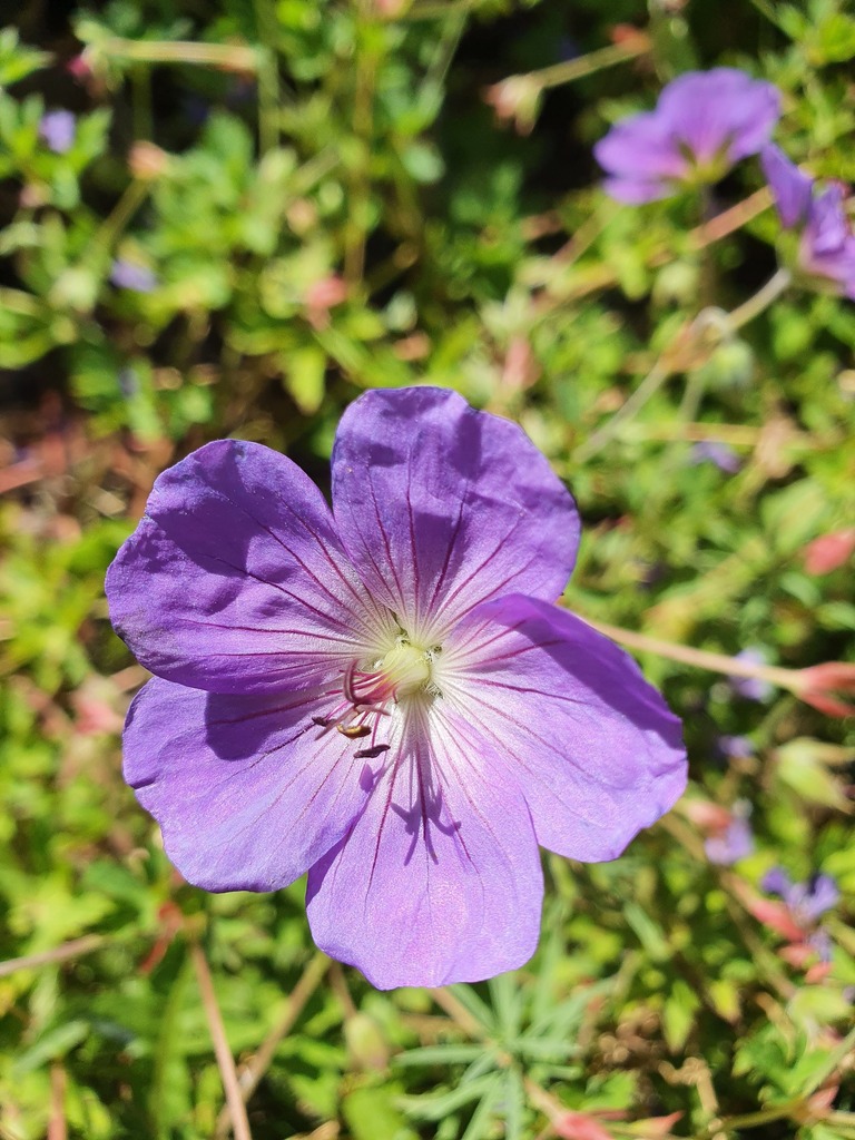 Geranium wallichianum from Regensdorf on July 14, 2022 at 12:11 PM by ...