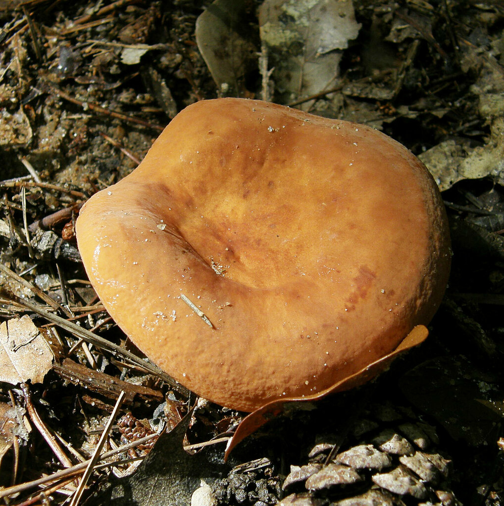 Weeping Milk Cap from Winder, GA 30680, USA on June 29, 2018 by Joan ...