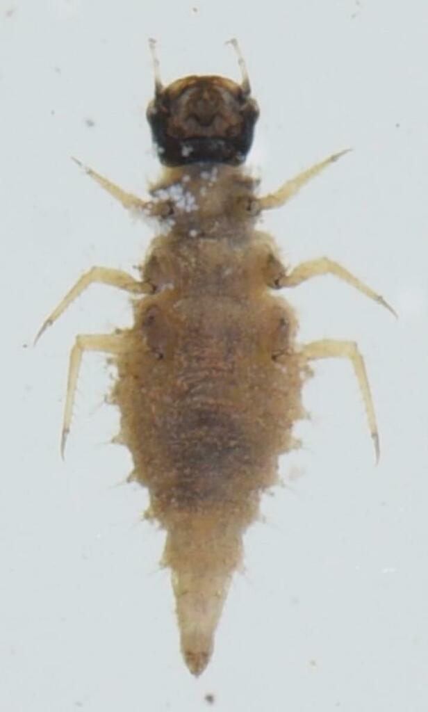 Spercheus in October 2022 by Rob Palmer · iNaturalist