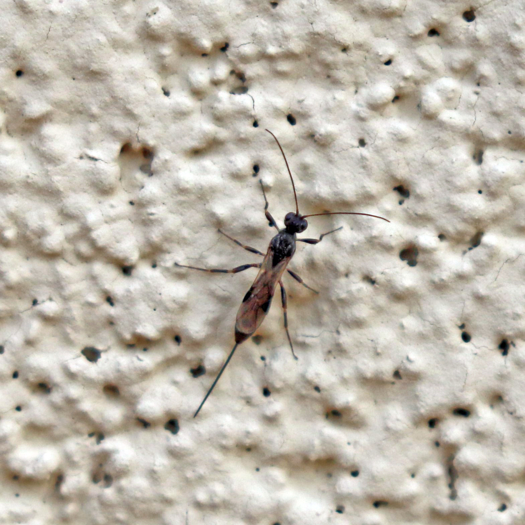 Ichneumonid and Braconid Wasps from Canoa Ranch, AZ, USA on September ...
