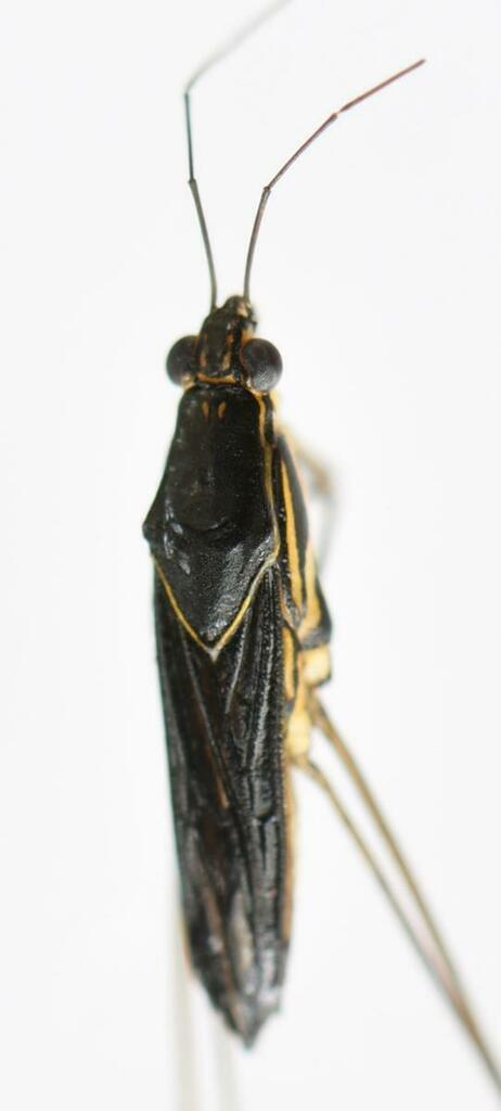 Limnogonus cereiventris in March 2022 by Rob Palmer · iNaturalist