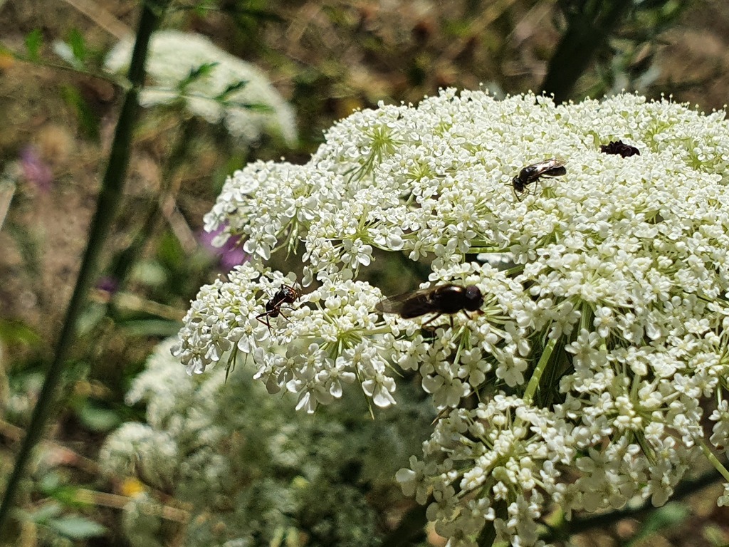 Wood, Mound, and Field Ants from Regensdorf on July 15, 2022 at 11:29 ...