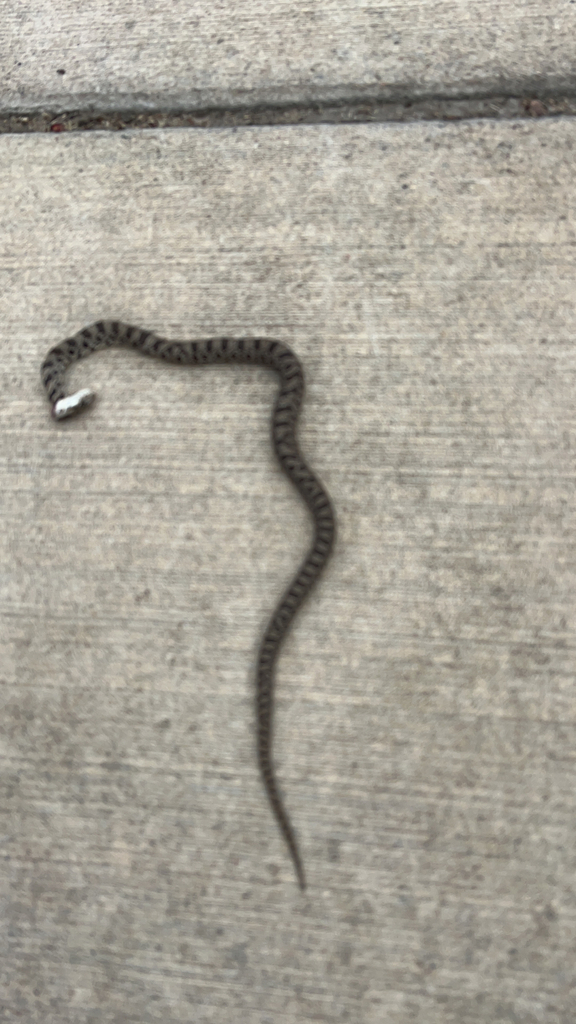 Western Foxsnake from Saint Paul on October 01, 2022 at 12:52 PM by js ...