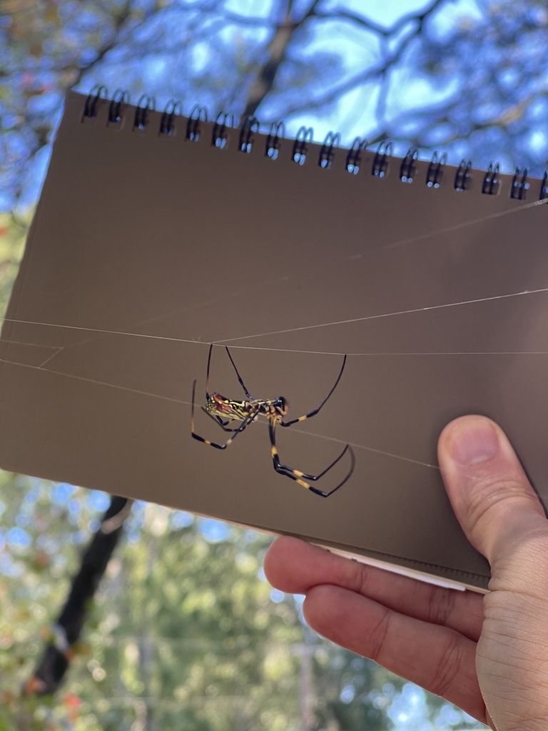 Joro Spider from Shinall Gaines Rd NW, Cartersville, GA, US on October ...