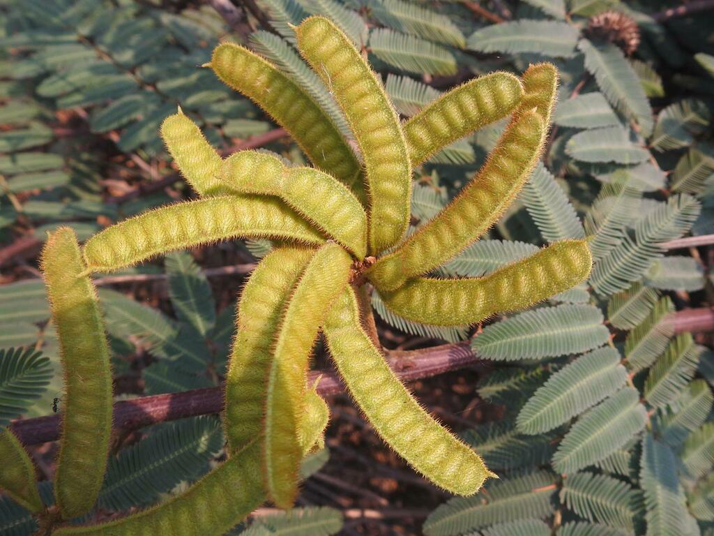 Giant Sensitive Plant in October 2022 by Rob Palmer · iNaturalist