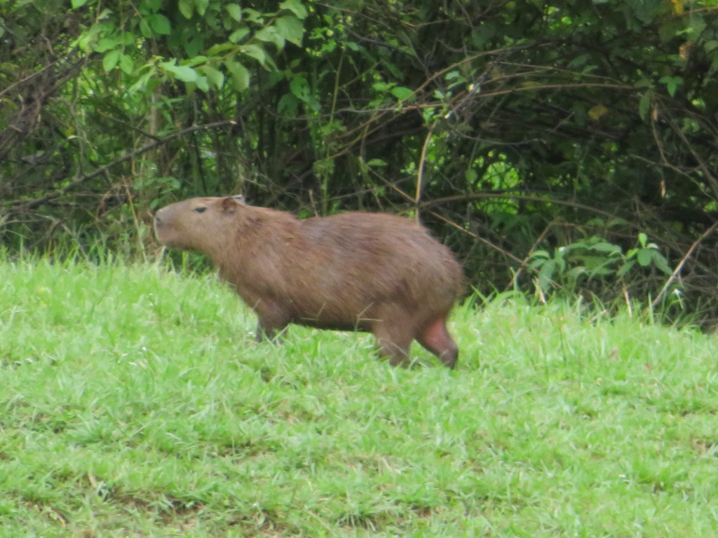 Lesser Capybara (Hydrochoerus isthmius) - Know Your Mammals