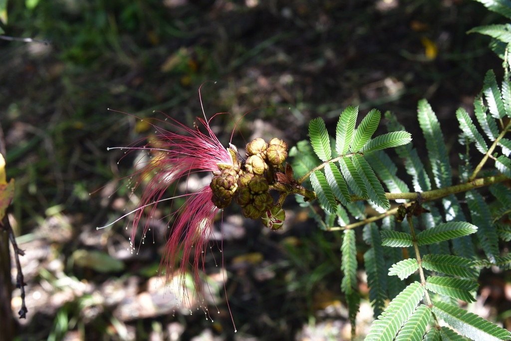 Calliandra houstoniana anomala from Barrio de Fatima, San Cristóbal de ...
