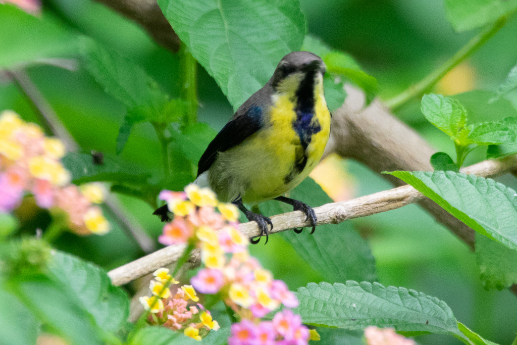 Purple Sunbird from Pabe, Maharashtra 412212, India on August 06, 2022 ...