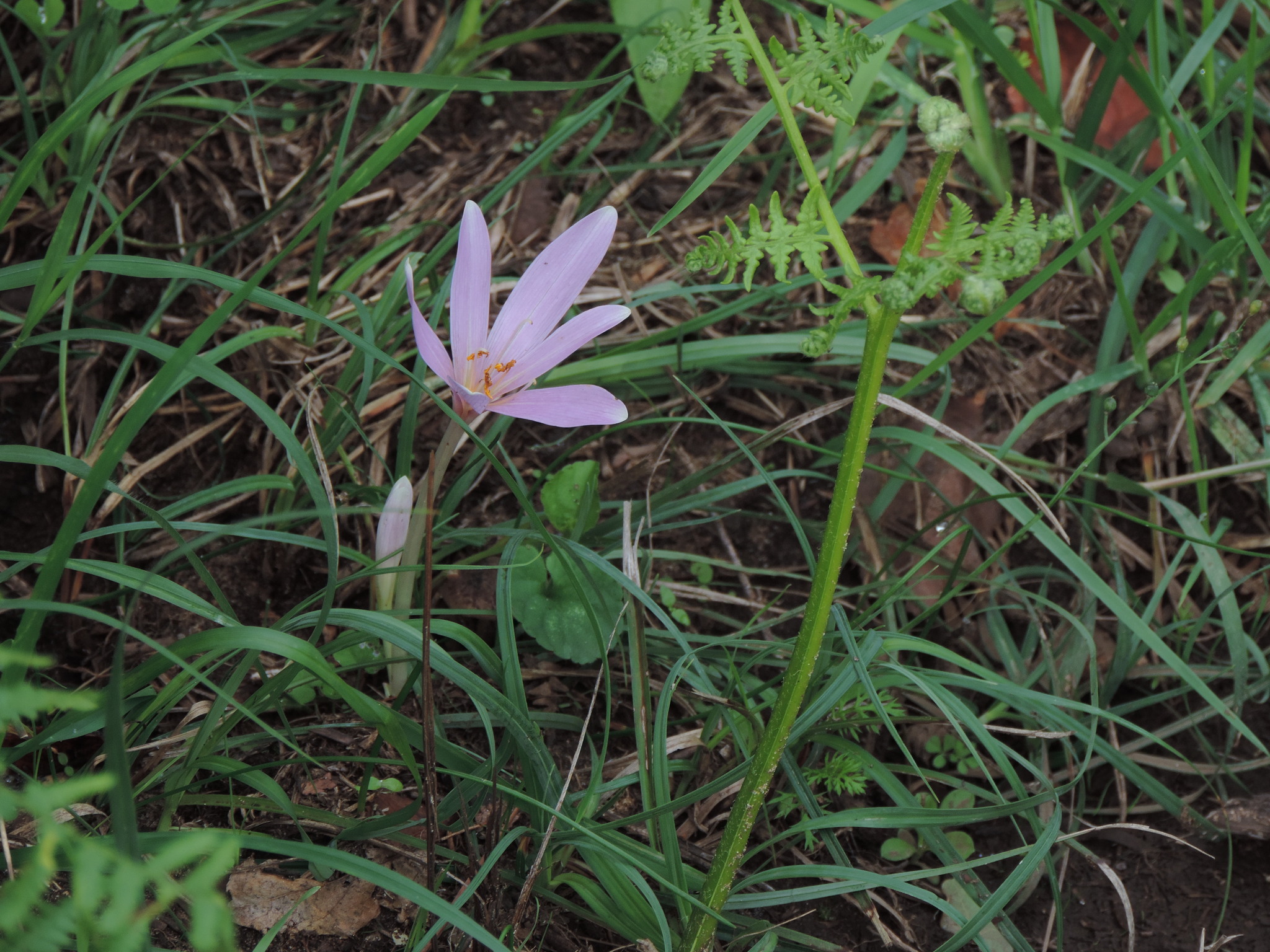 Colchicum longifolium Castagne