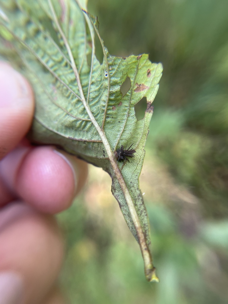 Gall Midges from Lake Township, Lakeville, OH, US on October 02, 2022 ...