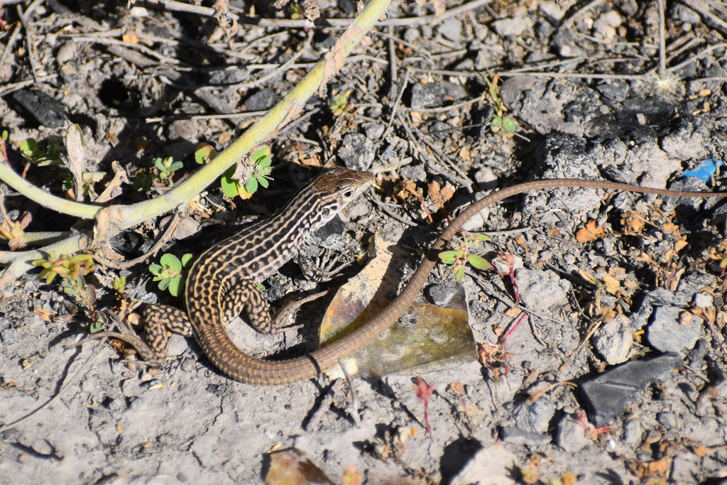 Common Checkered Whiptail from Municipio de Delicias, Chih., México on ...