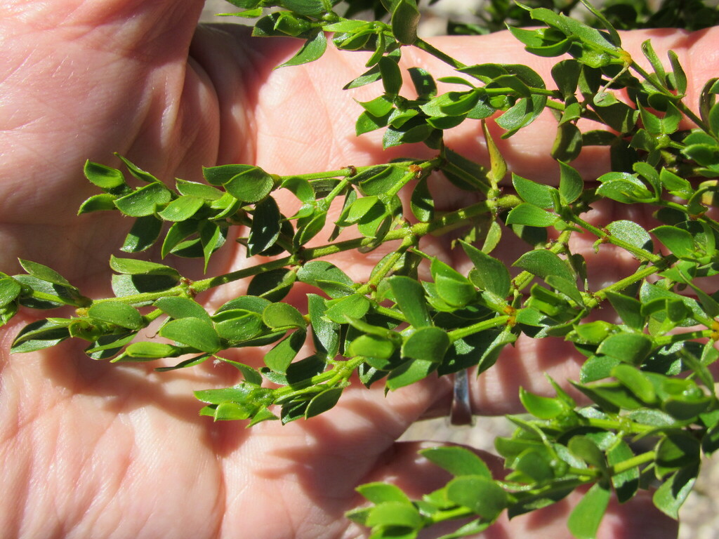 Creosote Bush from Pecos County, TX, USA on September 22, 2022 at 02:59 ...