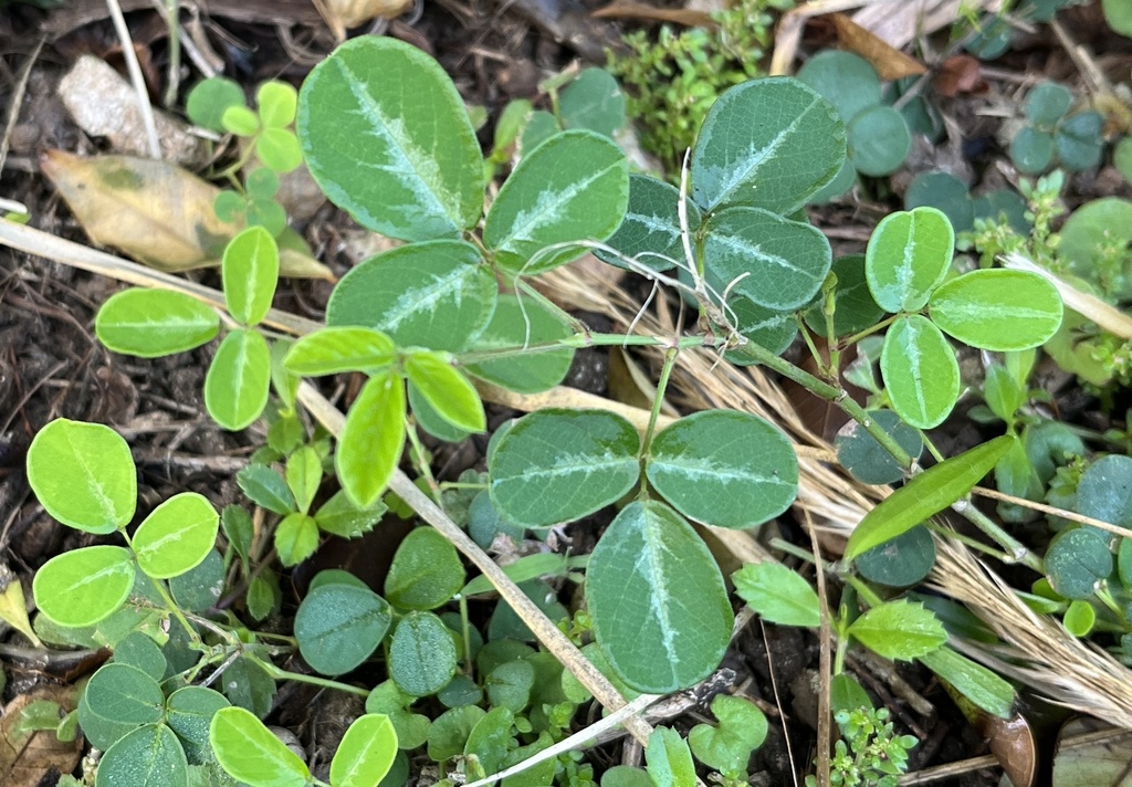 creeping beggarweed from Bermuda Institute of Ocean Sciences, Bermuda ...