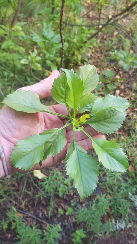 Bastard Gumwood (Commidendrum rotundifolium) · iNaturalist