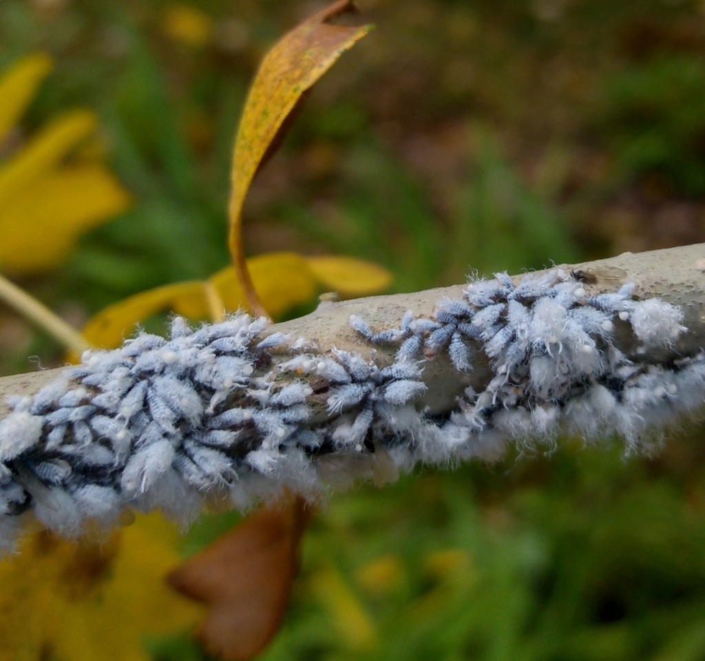 Woolly Apple Aphid from Brandon, MB R7B 3E9, Canada on October 2, 2022 ...