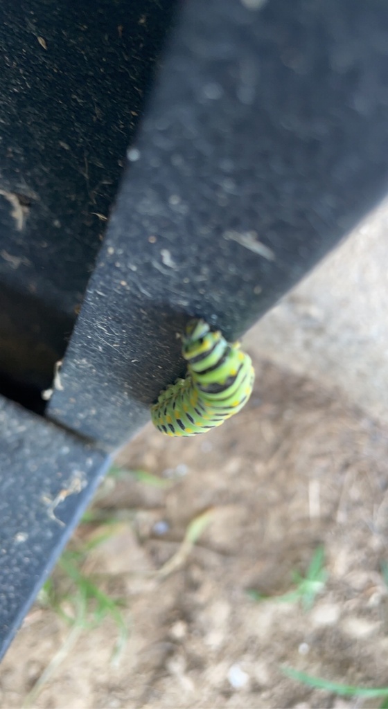 Black Swallowtail from N 13th Ave, Ozark, MO, US on September 24, 2022 ...