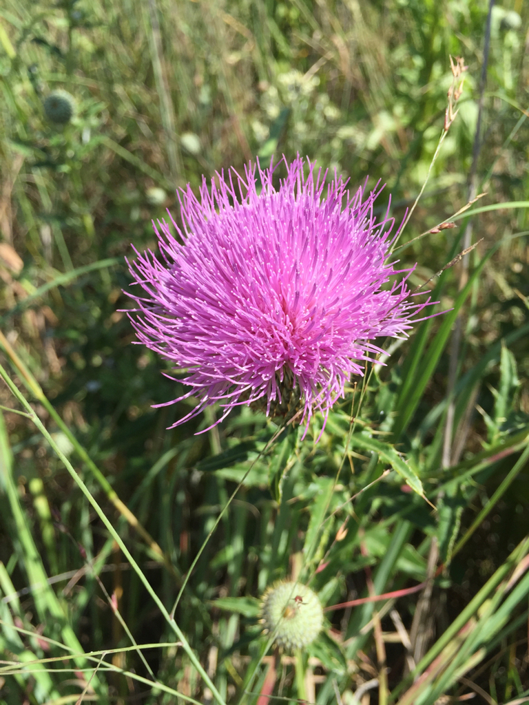Tall Thistle (Asterales - rare Community BioBlitz 2017) · iNaturalist