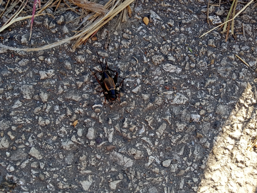 Fall Field Cricket from S. Shore Drive & 81st Street, Chicago, IL 60617 ...
