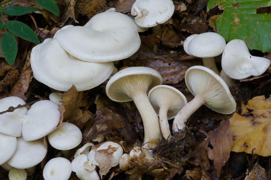 Lepista densifolia from Alla Madonna, Grumes, IT-TN, Italy on October ...