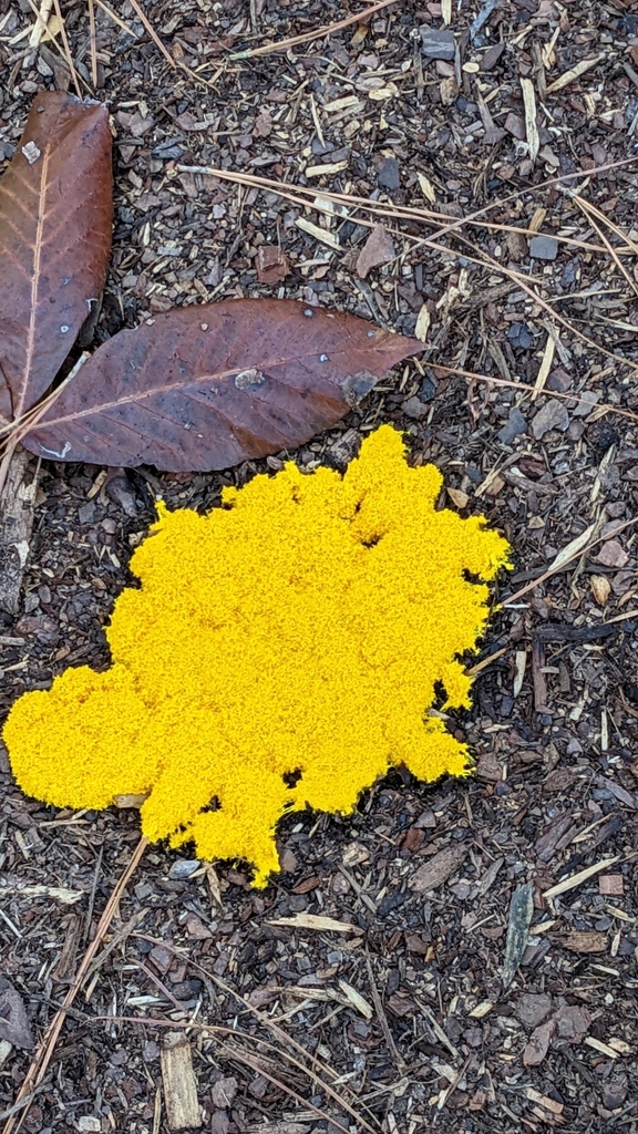 Dog Vomit Slime Mold from Big Branch, LA 70445, USA on October 01, 2022 ...