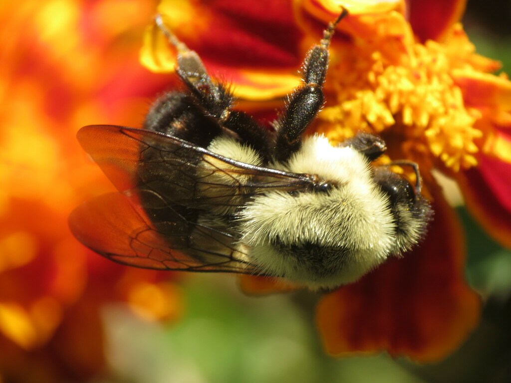 Common Eastern Bumble Bee from Rockford, IL, USA on October 2, 2022 at ...