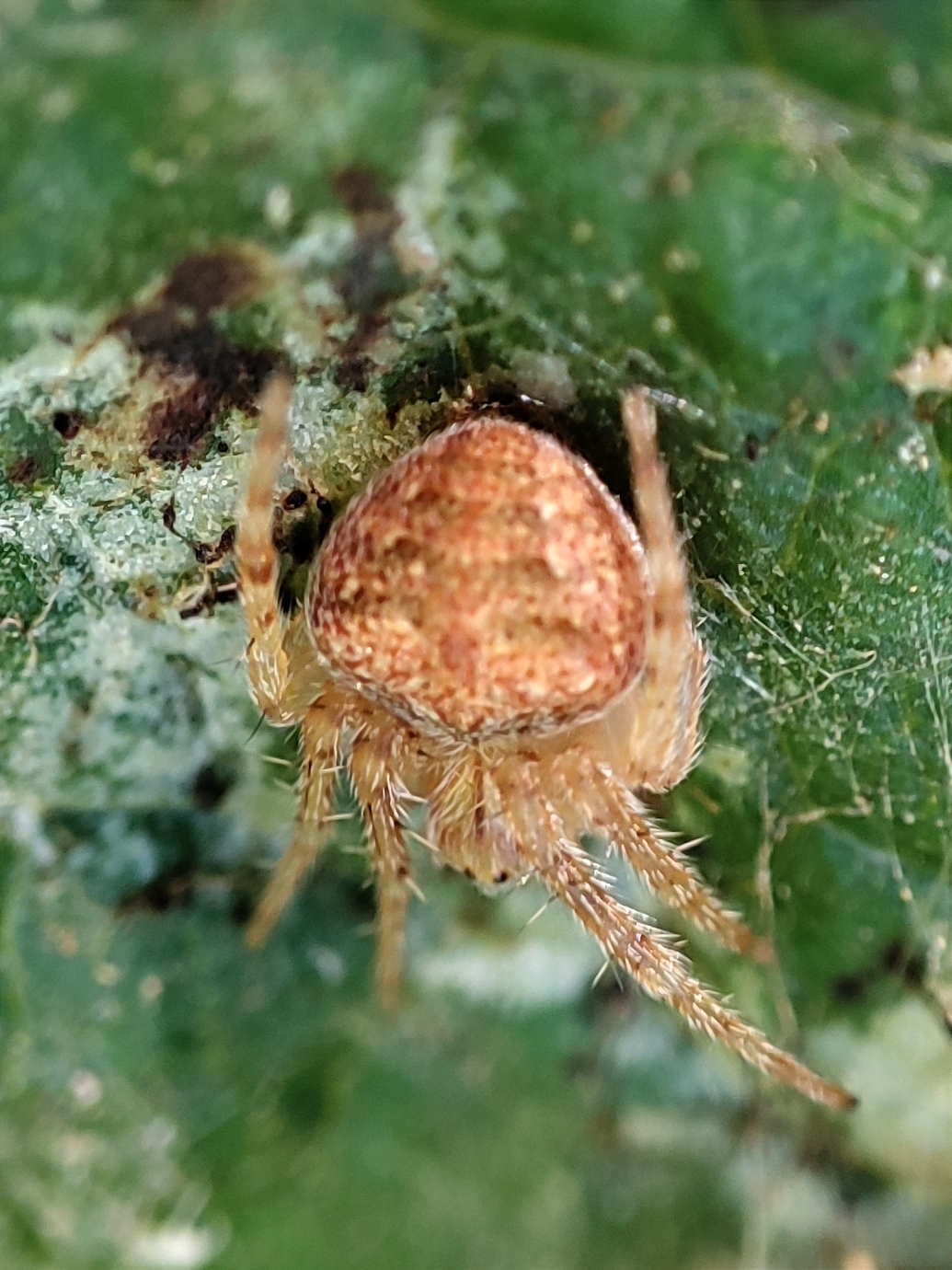 Araneus triguttatus (Fabricius, 1775)