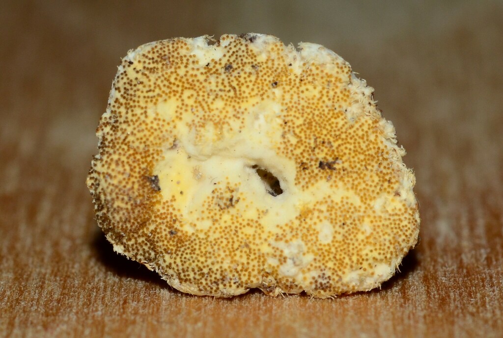 Tolypocladium inflatum from Victor Rd., Pisgah National Forest, Yancey ...