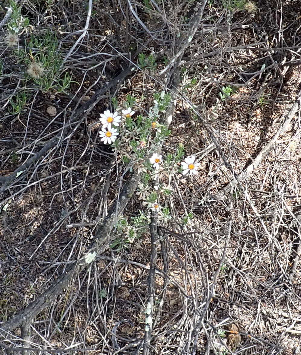 Dimorphotheca cuneata (Thunb.) DC.