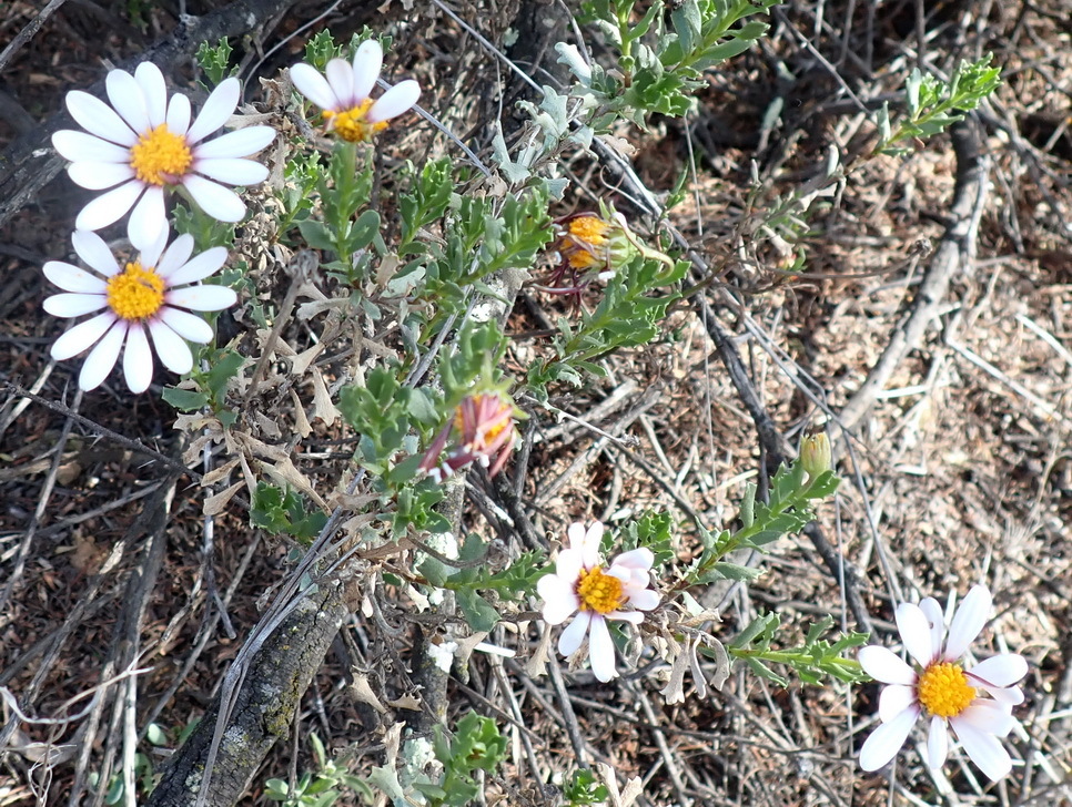 Dimorphotheca cuneata (Thunb.) DC.