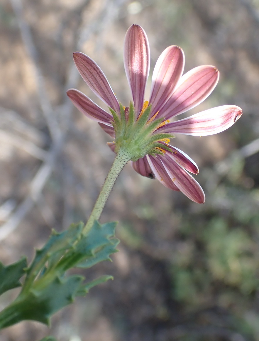Dimorphotheca cuneata (Thunb.) DC.