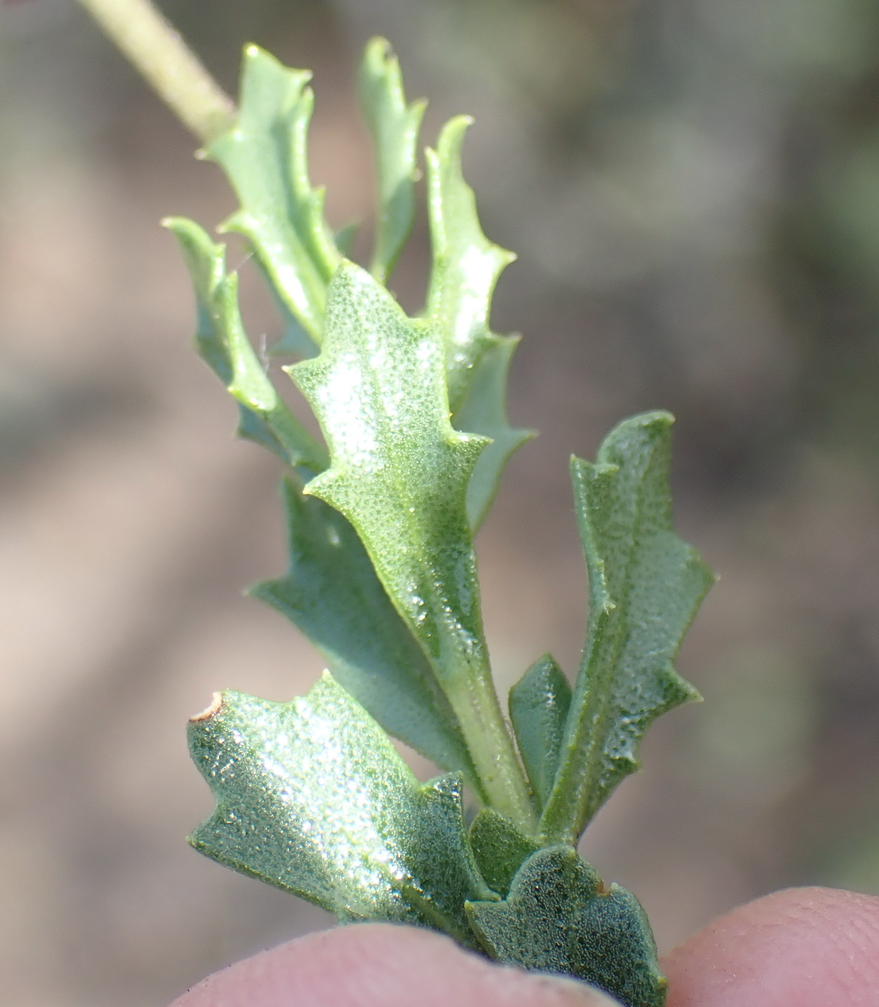 Dimorphotheca cuneata (Thunb.) DC.