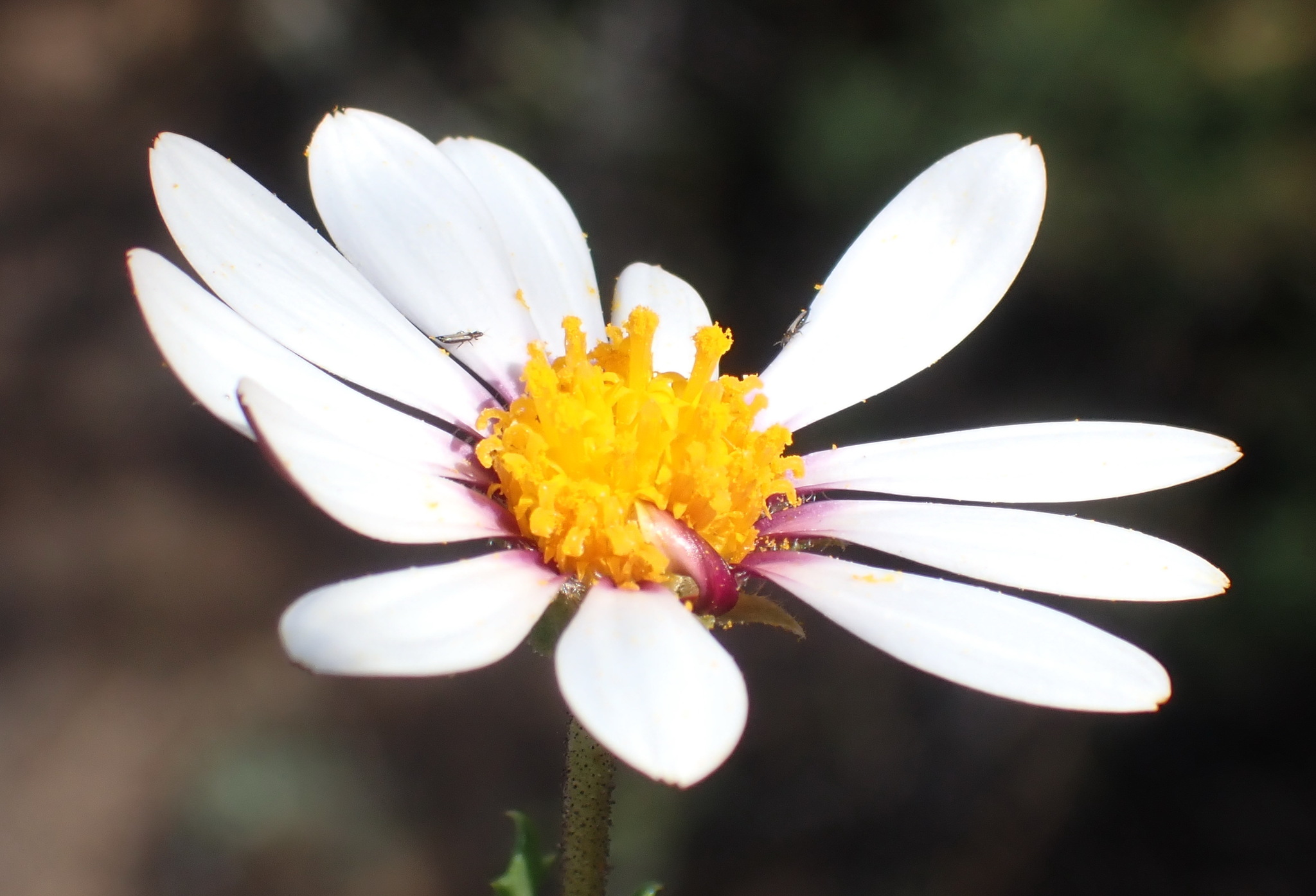 Dimorphotheca cuneata (Thunb.) DC.