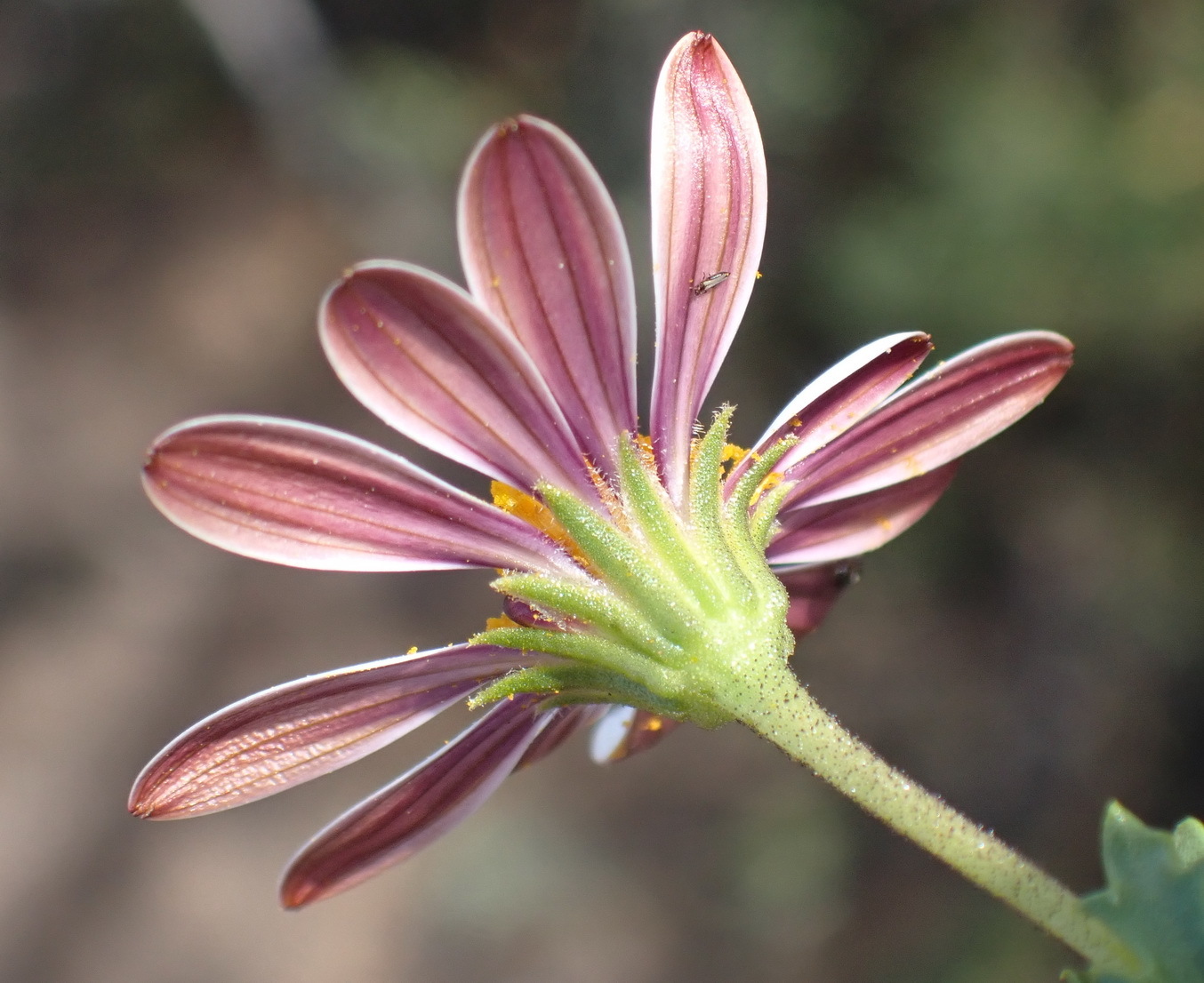 Dimorphotheca cuneata (Thunb.) DC.