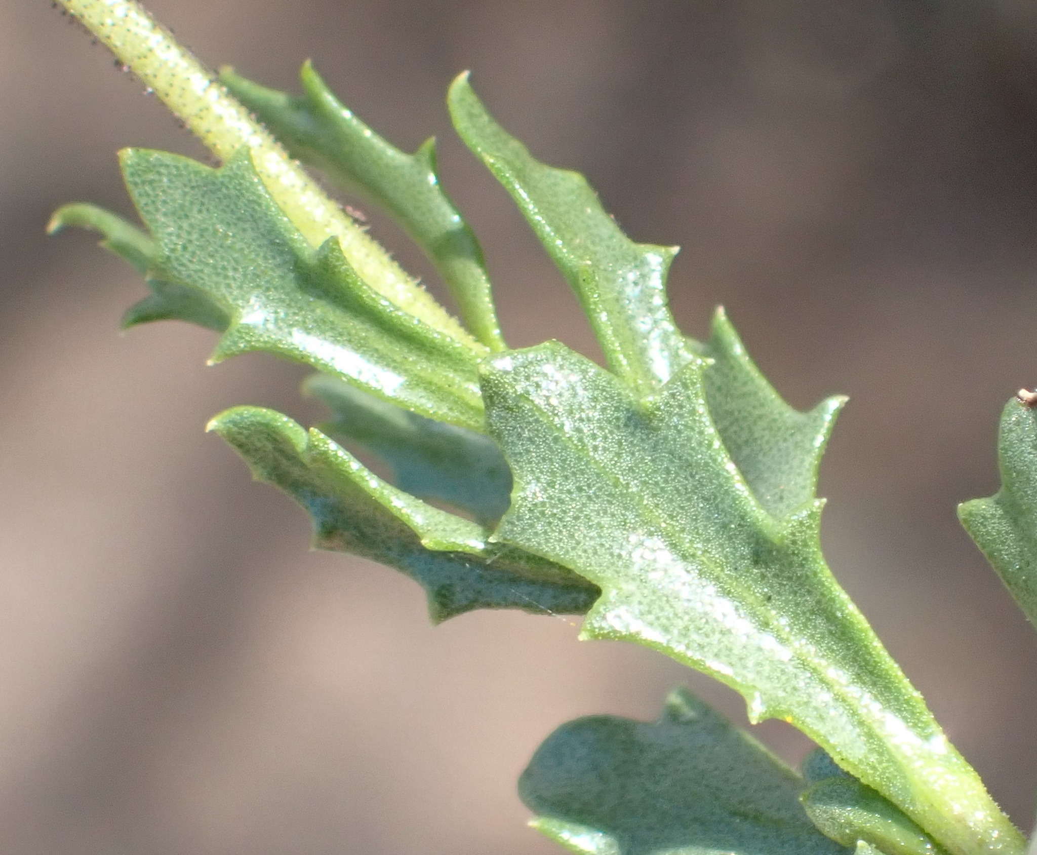 Dimorphotheca cuneata (Thunb.) DC.