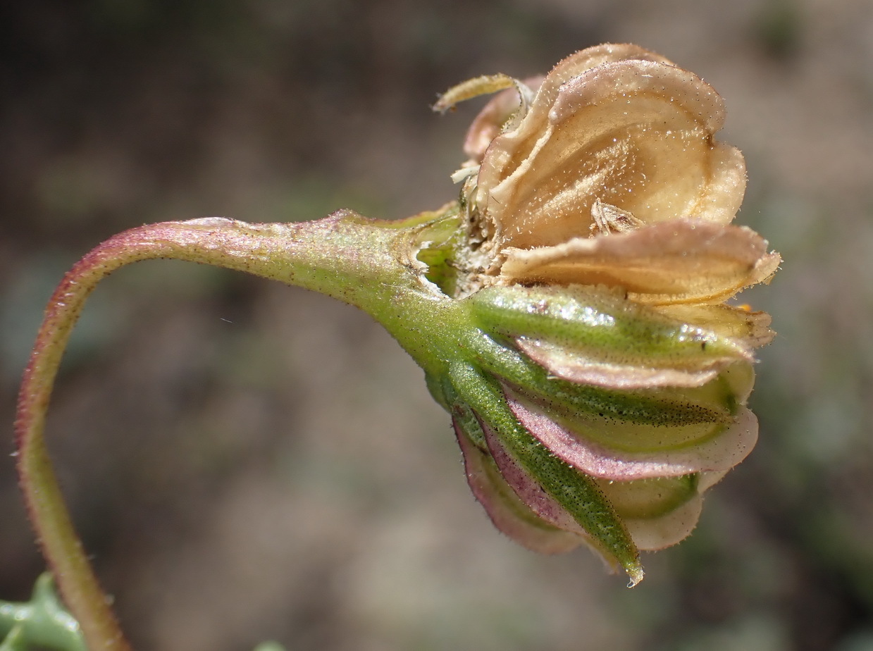 Dimorphotheca cuneata (Thunb.) DC.