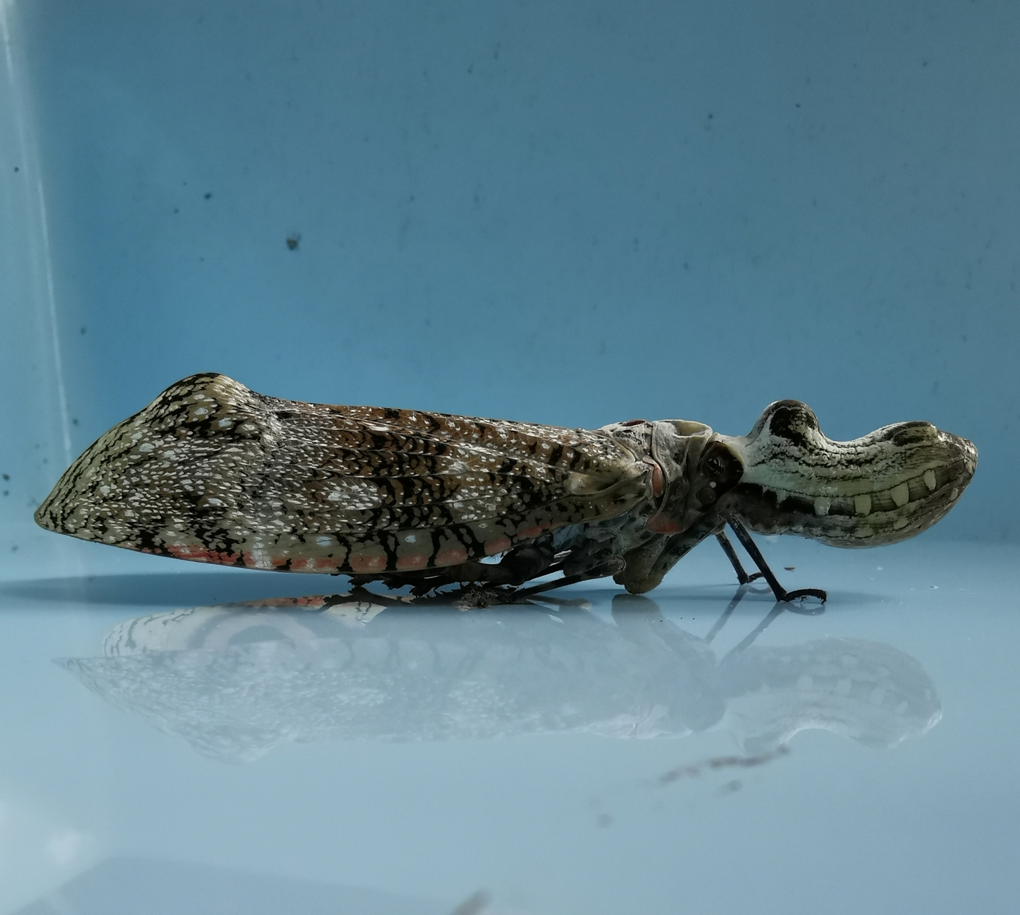 Fulgora laternaria (Linnaeus, 1758)