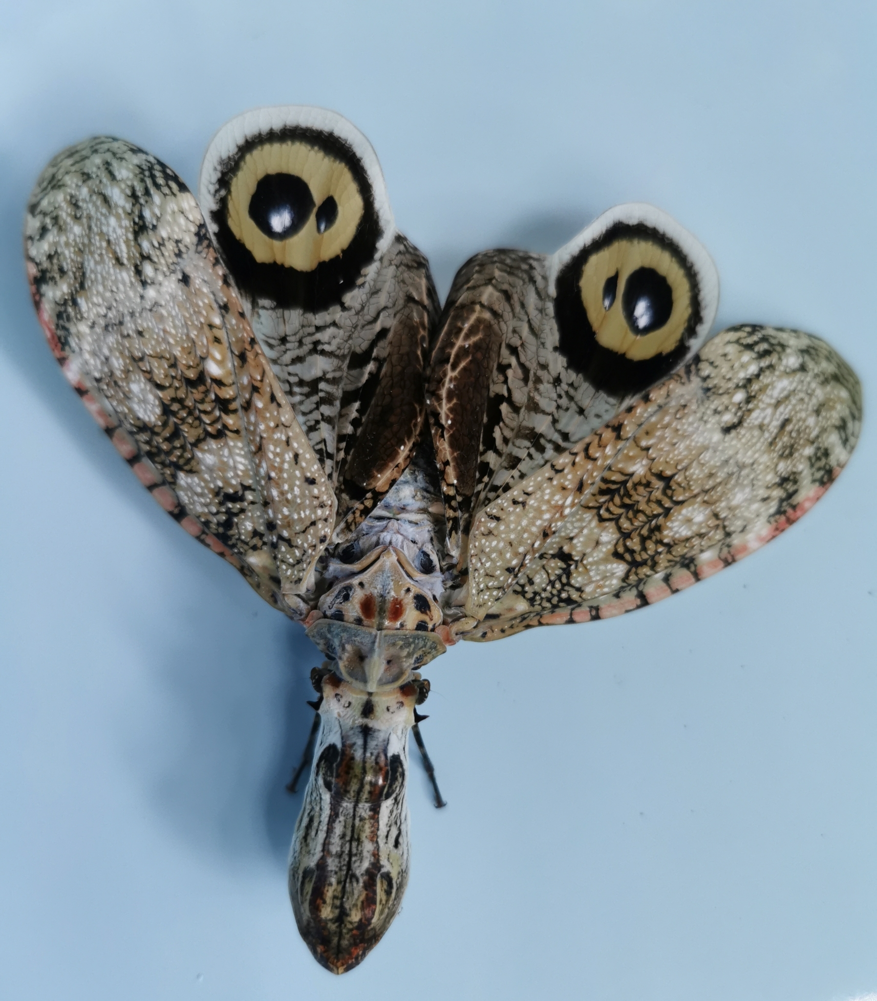 Fulgora laternaria (Linnaeus, 1758)