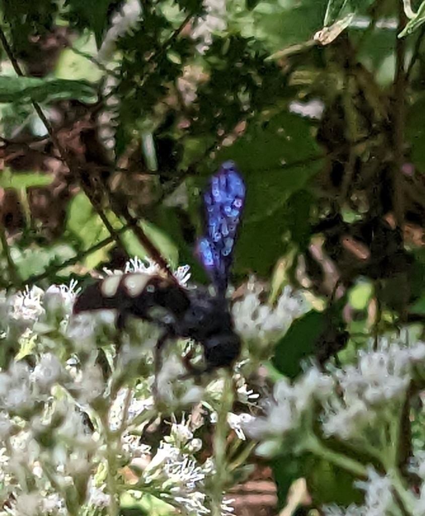 Double-banded Scoliid Wasp from Big Branch, LA 70445, USA on October 02 ...