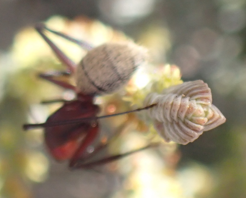 Blonde Balbyter Ant from Kapteinskloof, South Cape DC, South Africa on ...