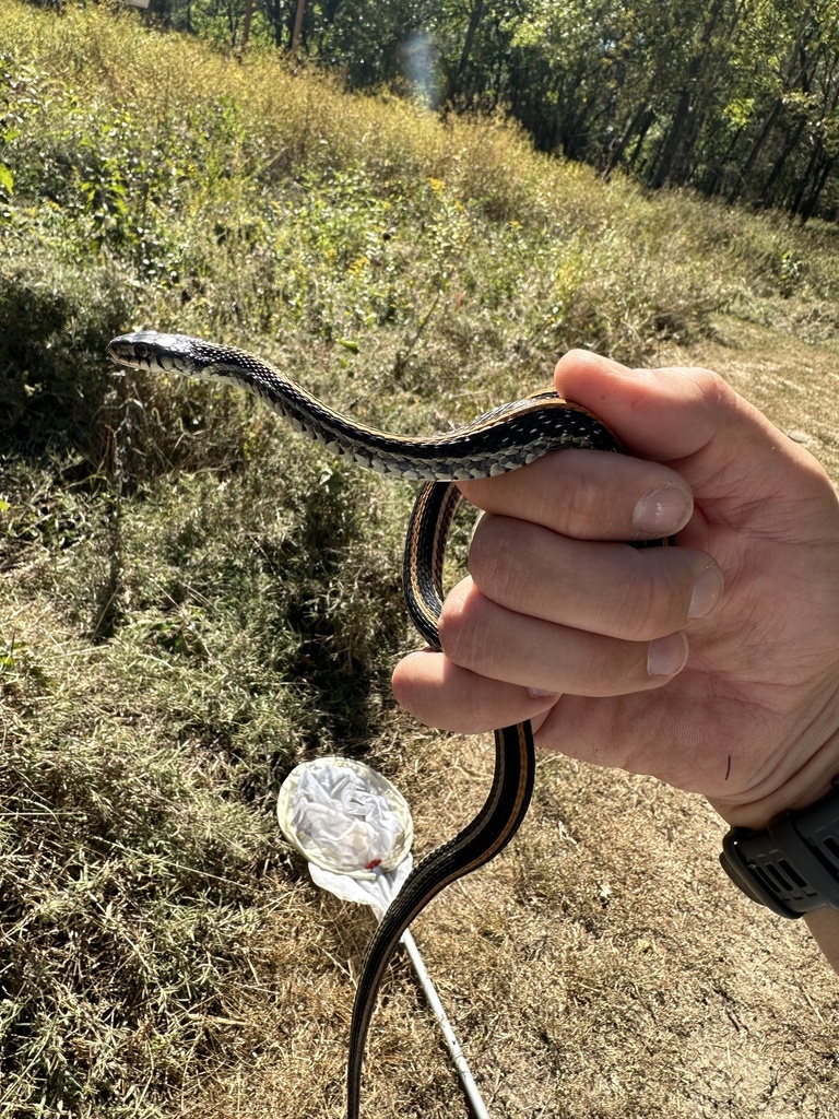 Eastern Garter Snake from Springwoods, Fayetteville, AR, US on October ...
