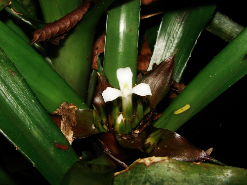 Canistropsis microps · iNaturalist