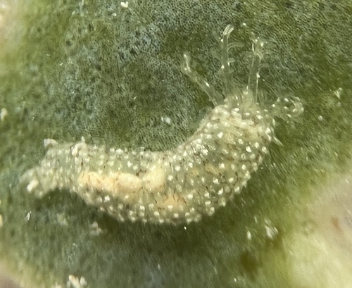 Synaptula hydriformis · iNaturalist