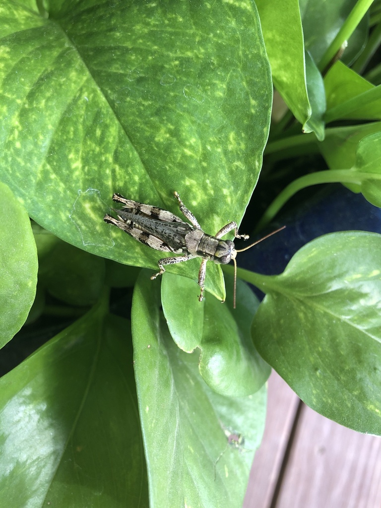 Ponderous Spur-throat Grasshopper from Lost Valley Rd, Dripping Springs ...